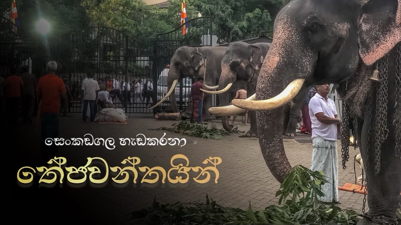 සෙංකඩගලට හැඩකරනා තේජවන්තයින් | Hasthi Official | The Kandy asala perahara 2024 | #elephant # ...