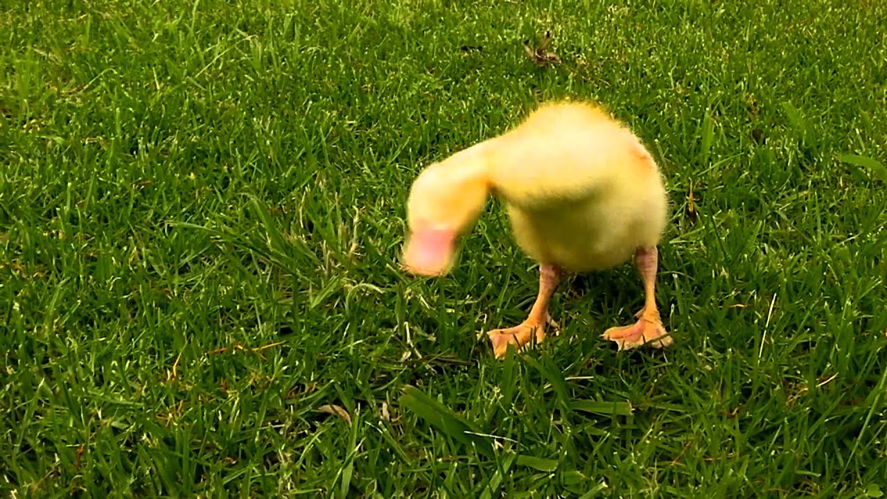 Flippy duck after 1 week - YouTube