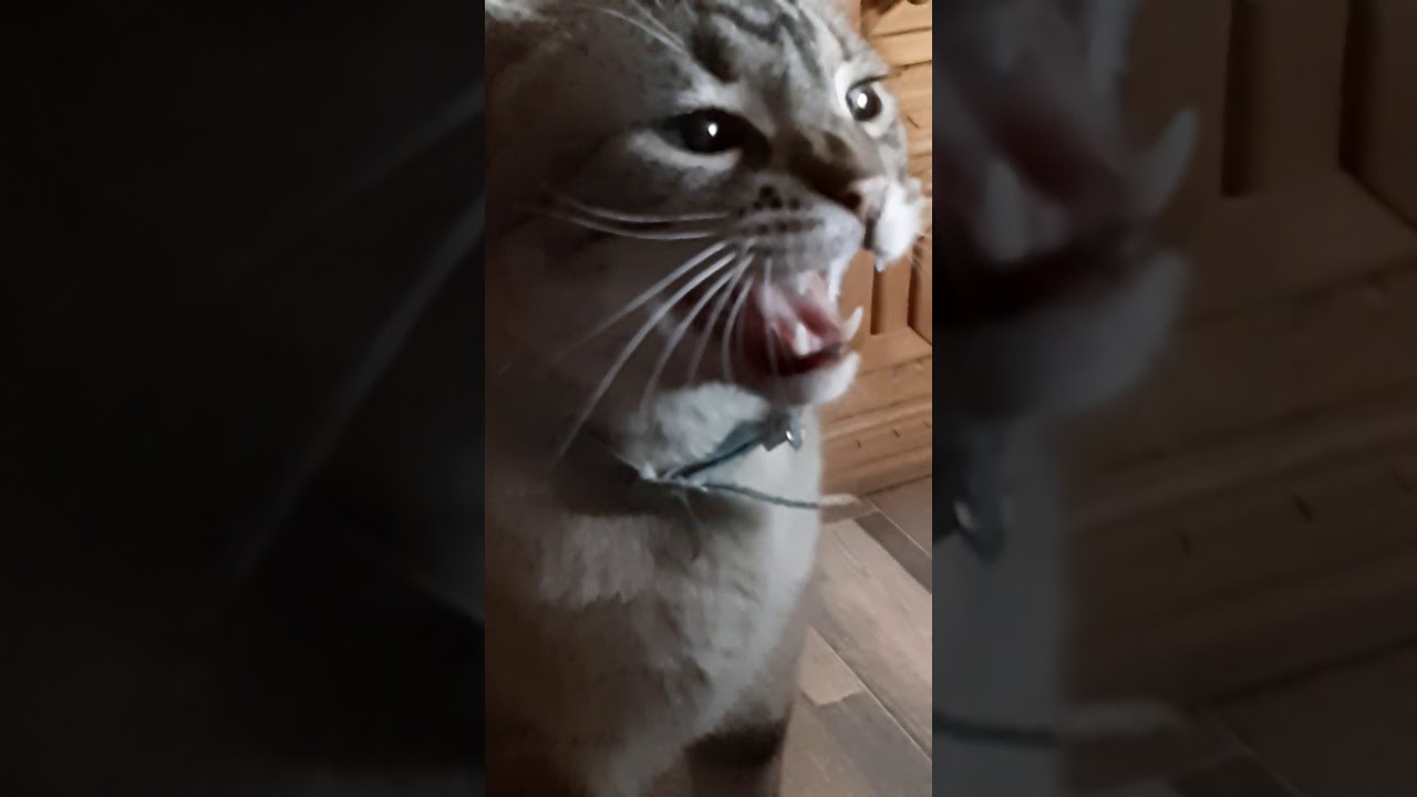 Gato maullando en cámara lenta :v - YouTube