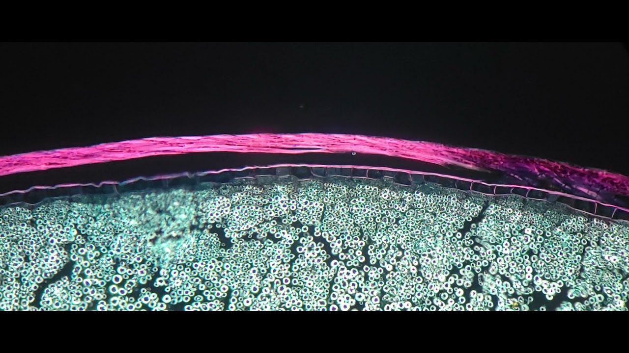 Seed of Zea under Circular Polarized microscopy - YouTube
