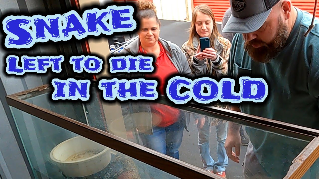 Trying to rescue a snake that was locked away for 4 months and left to ...