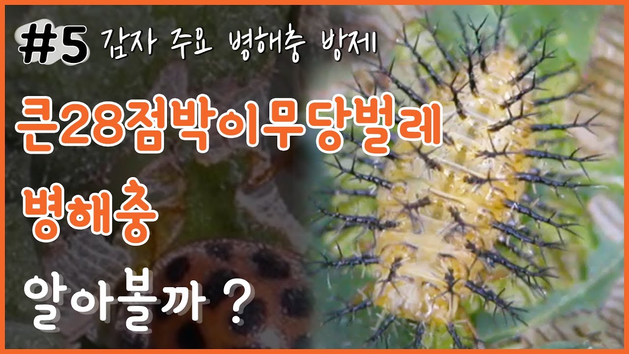 감자 주요 병해충 방제 큰28점박이무당벌레 Youtube
