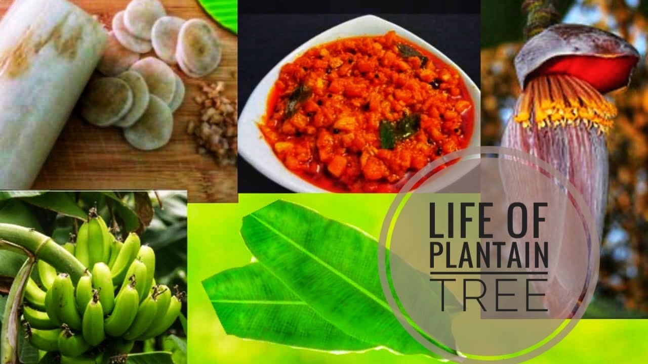 Vazhapindi achar || Banana stem pickle || Life of a plantain tree ||by ...