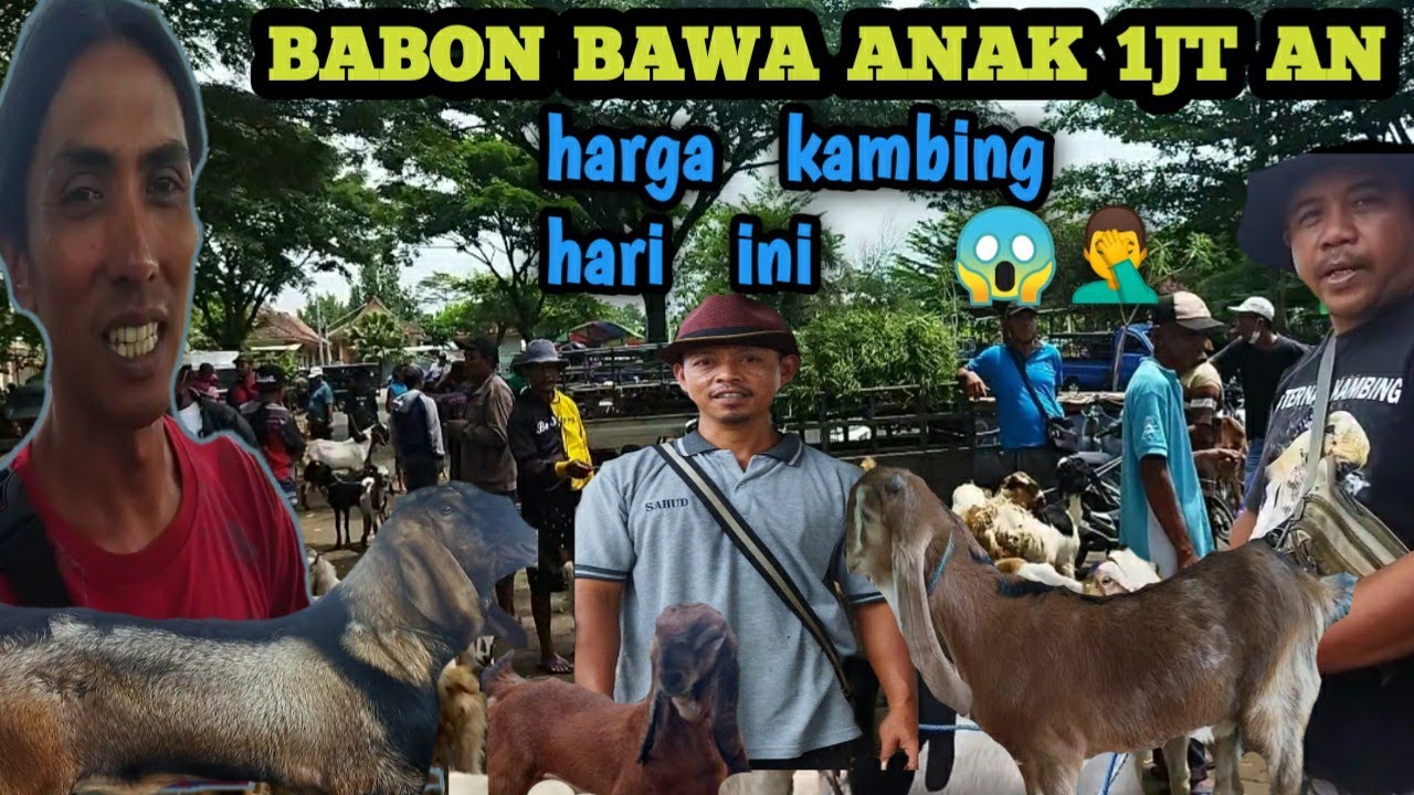 FULL UPDATE HARGA TERBARU PASAR HEWAN WLINGI BLITAR 2023 - YouTube