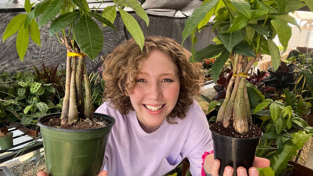 Growing a Healthy Money Tree & How to Deal with Braided Trunks - YouTube