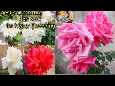Best Soil Mixture For Rose plant In Budget।How to make perfect soil ...
