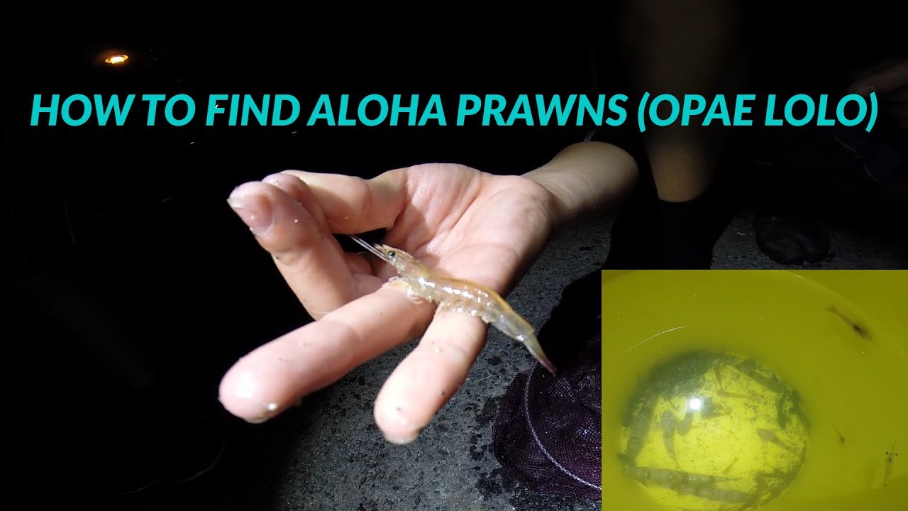 LEARN HOW to CATCH ALOHA PRAWNS-OPAE LOLO at night - YouTube