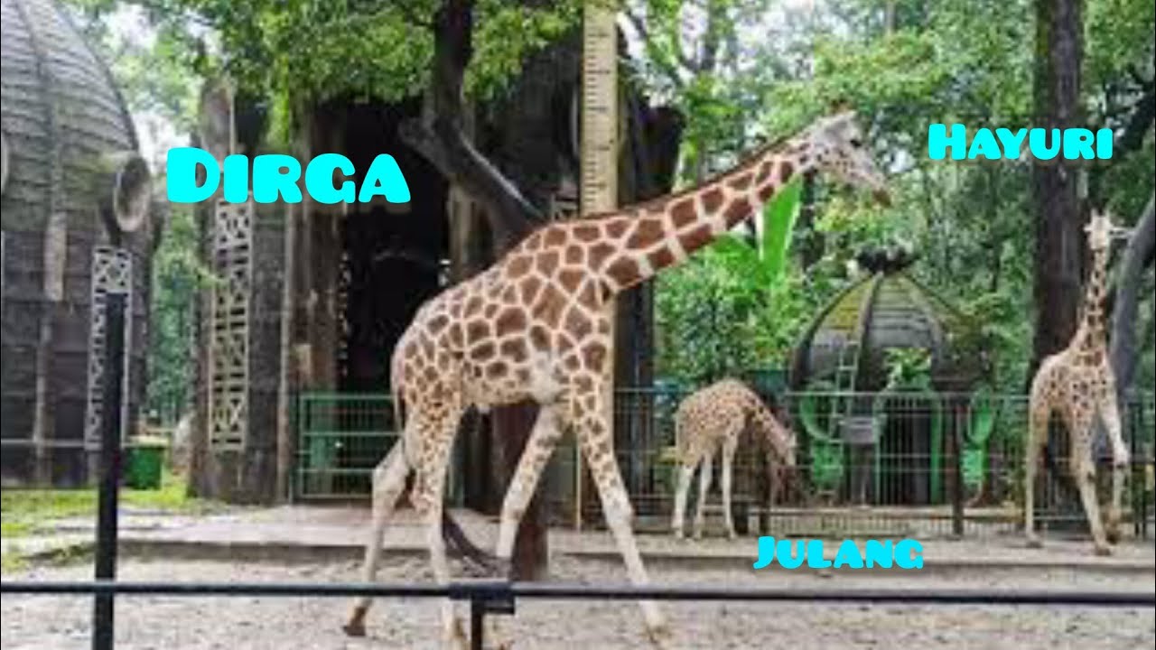 JERAPAH RAGUNAN #RAGUNAN ZOO #EDUKASI #hewandilindungi #jerapah #jerapa ...