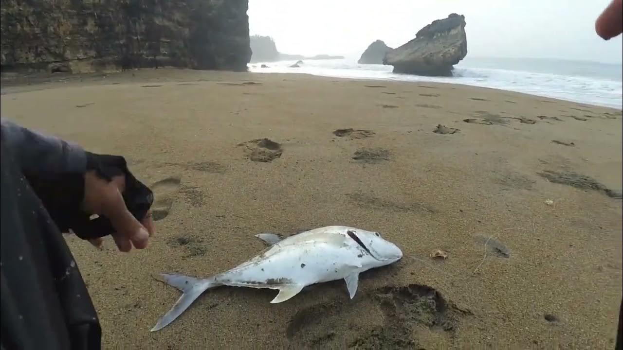 Ombak pasang , ikan makan pinggiran 🌊 Mancing Pasiran Pantai Jebring Blitar Selatan - YouTube