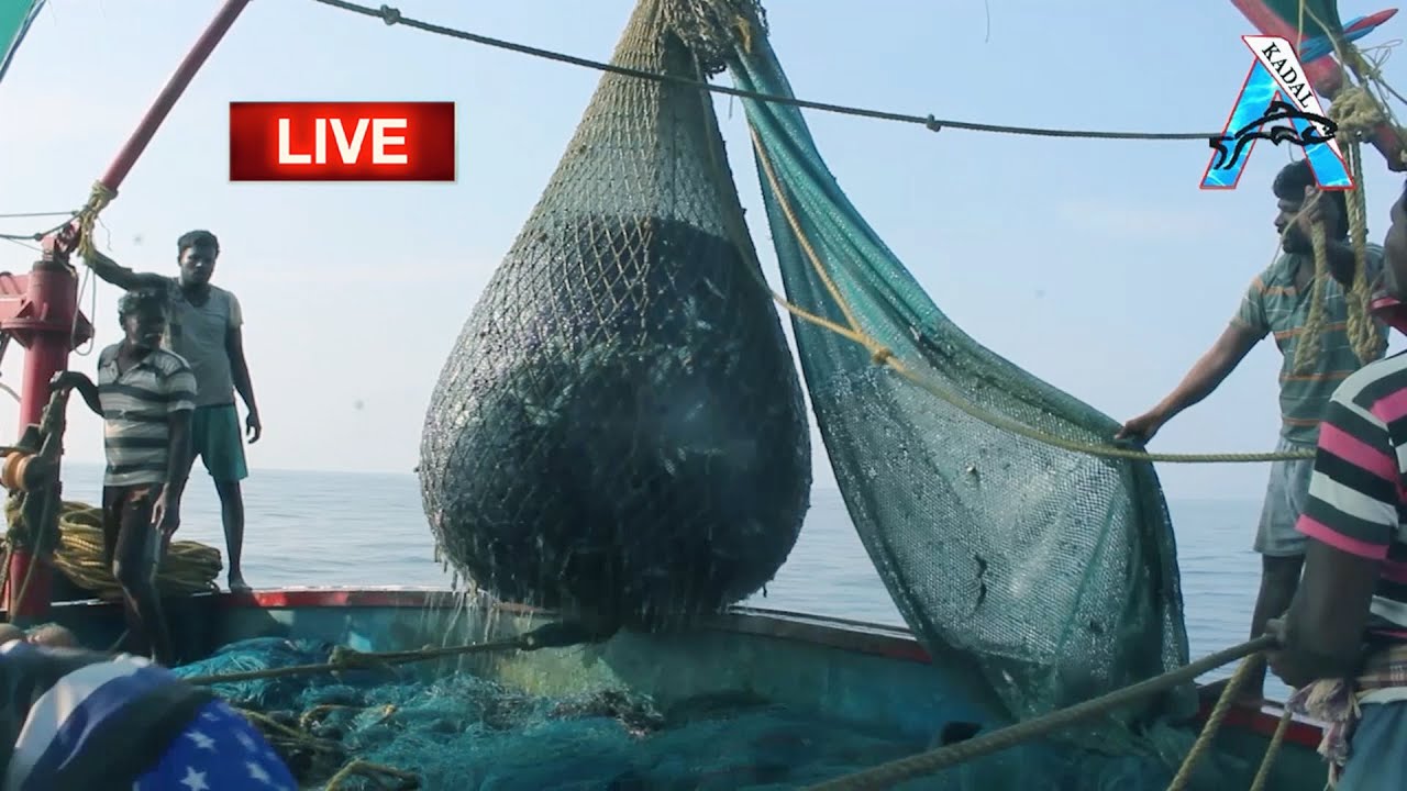 Amazing Big Trawling Boat Life of Kerala Fishermen On The Sea #fishing ...