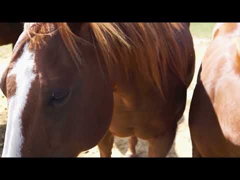 beautiful horse mating,couple horse love each pthet