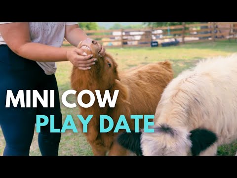 Grooming & Playing with Mini Cows!