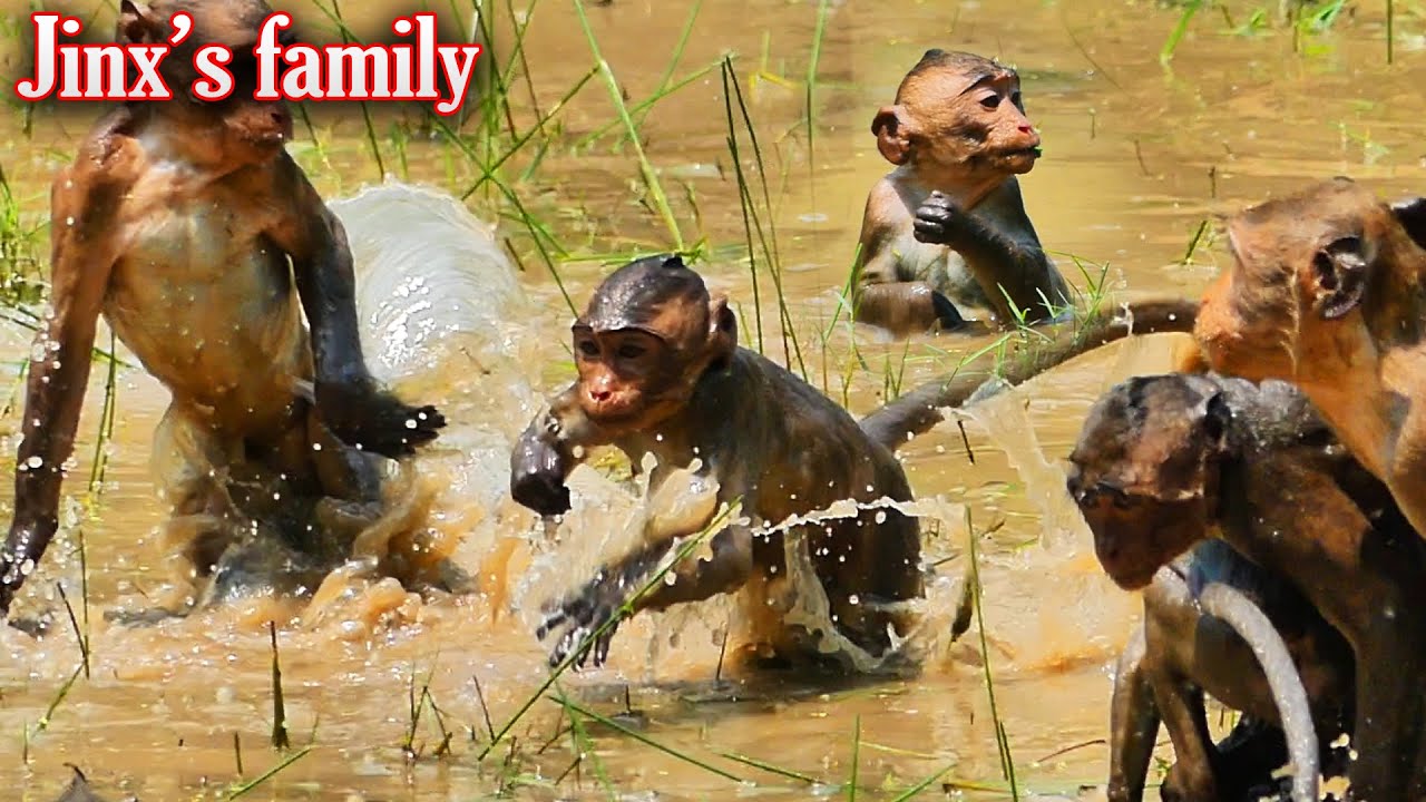 Wow!!! Amazing Jonna monkey very bravo swimming with many monkeys in ...