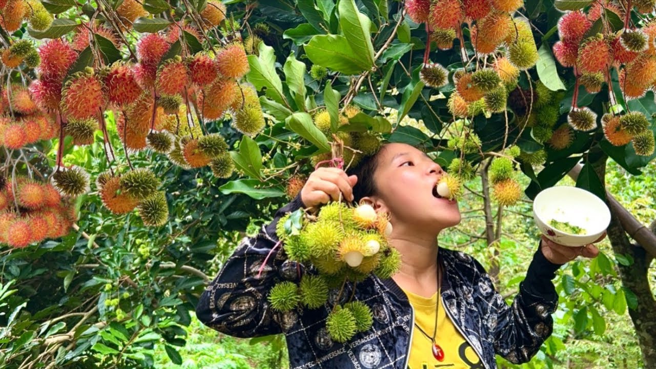 Rambutan Harvesting Adventure in the Vietnamese Countryside ...
