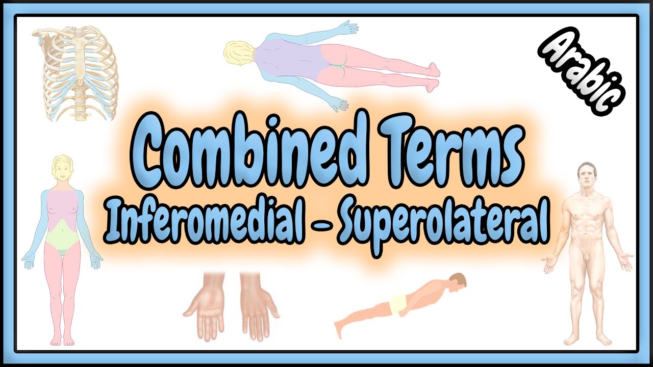 17. Combined Terms Inferomedial & Superolateral | المصطلحات المركبة ...