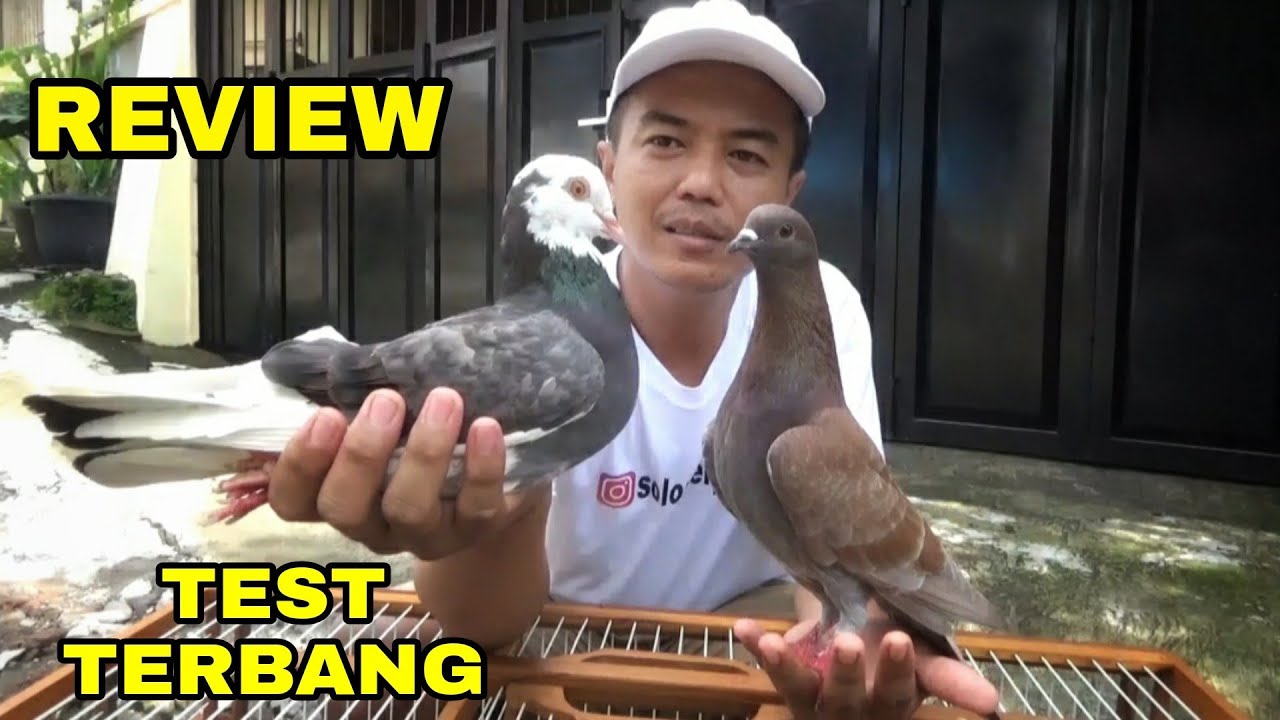 REVIEW & TEST TERBANG MERPATI PIYIKAN SENDIRI SAMA MERPATI BARU CITO ...