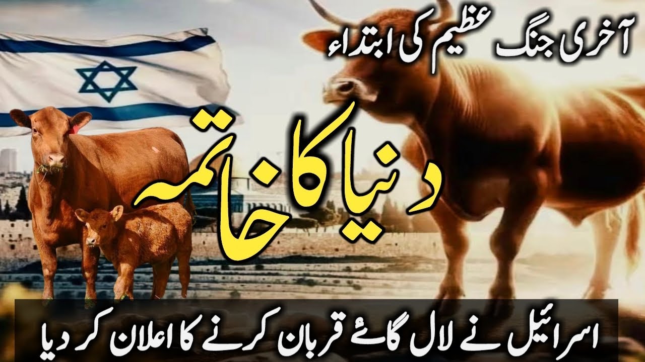 Israel Sacrificing Red Heifer In April | Why Israel is Sacrificing Red ...
