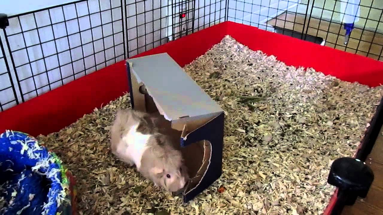 Pig trying to flip box over - YouTube