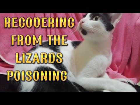 RECOVERING FROM THE LIZARDS POISONING | Bisayangiring - YouTube