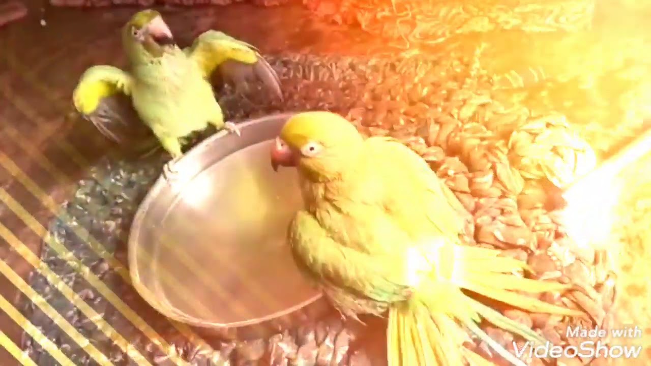 Parrot bathingகுளிக்கும் கிளி - YouTube
