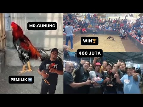 Mr Gunung ayam Bangkok viral dari Blitar 400 juta