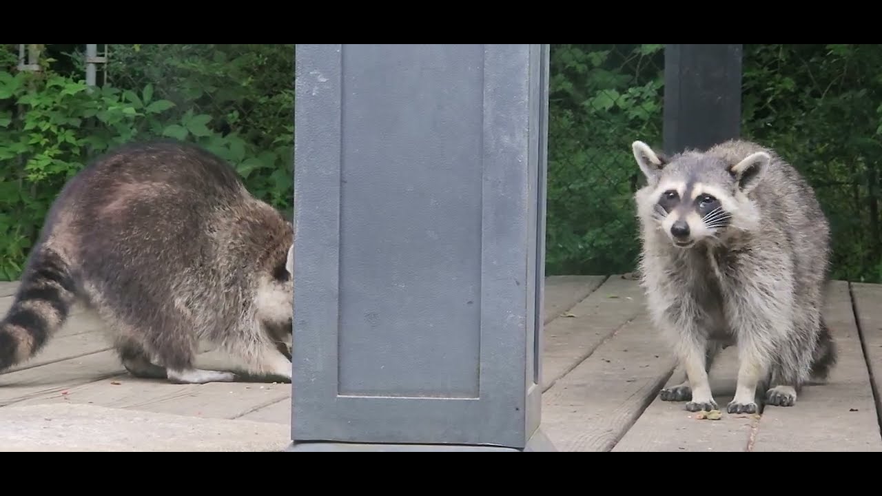 Thursday, Good Morning Raccoons. - YouTube