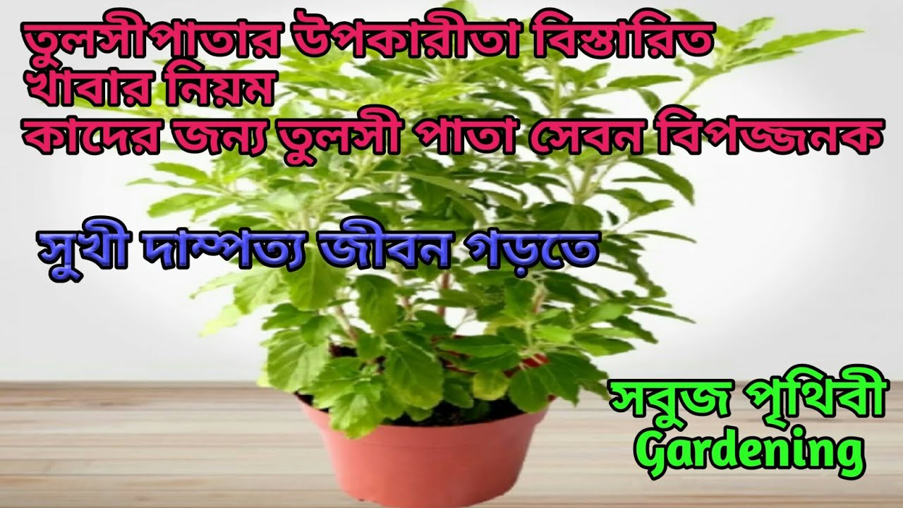 Tulsi patar upokarita, khabar niyom / Benefits of Tulsi Leaves / তুলসী ...
