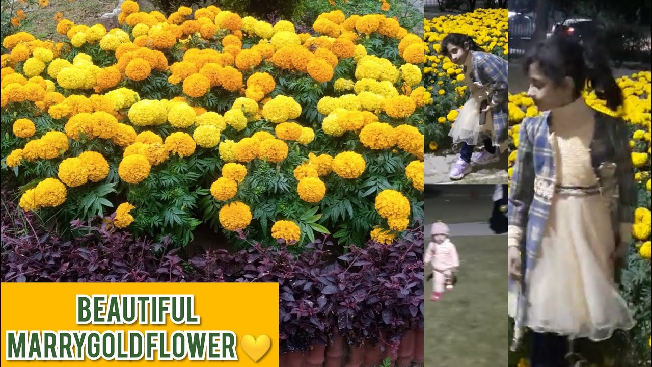 Beautiful MarryGold Flower 💛| Seasonal Flowers | @lifewithhijab - YouTube