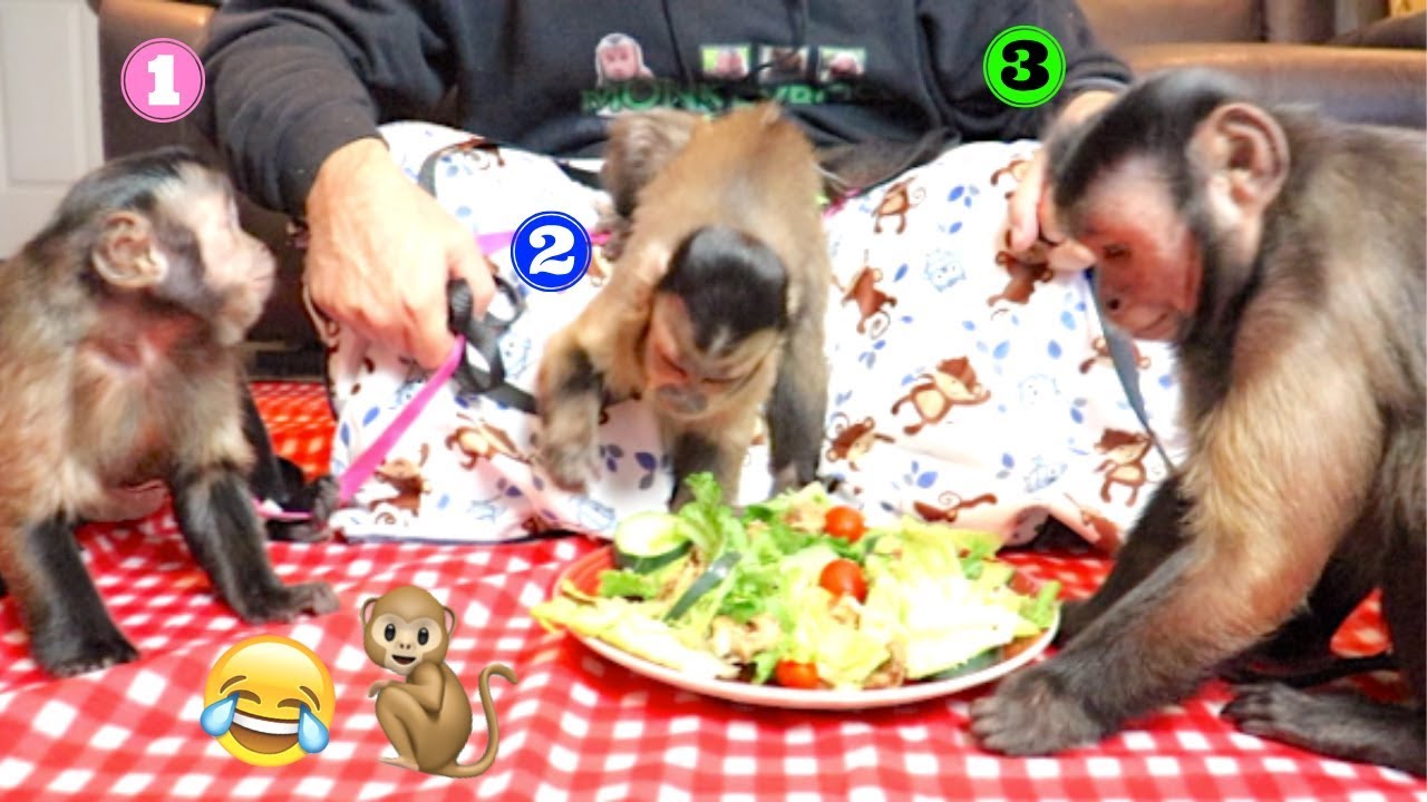Capuchin Monkeys Share GIANT Chick-Fil-A Salad! (MONKEYBOO SPECIAL ...