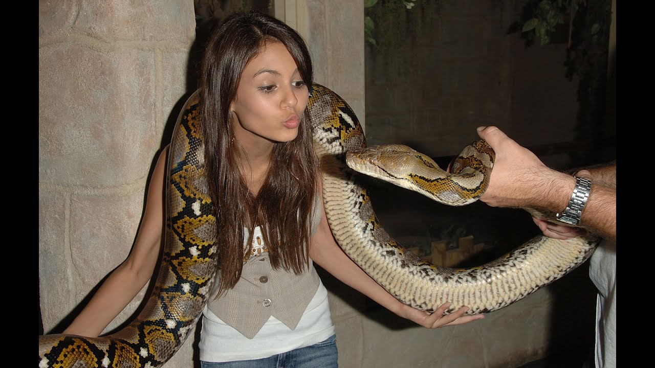 #PHTLS Snake Bite Treatment| Pressure Immobilisation of the Arm| | # ...