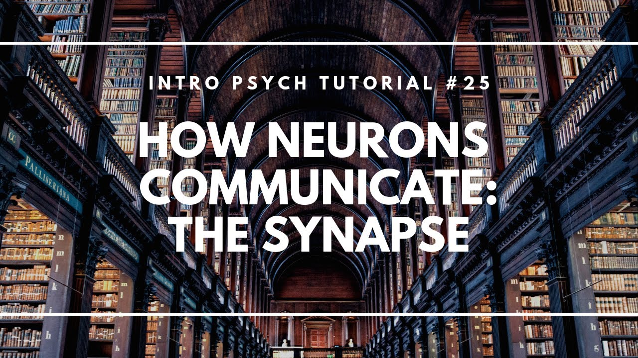 How Neurons Communicate: The Synapse (Intro Psych Tutorial #25) - YouTube