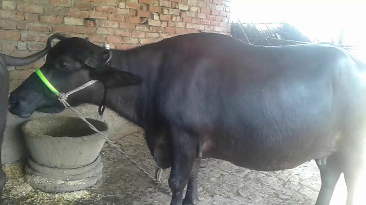 Ravin.dairy.farm. - YouTube