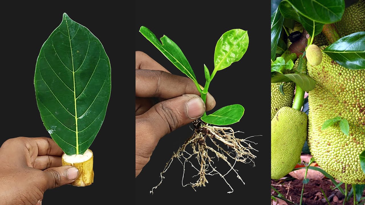 How To Grow Jackfruit Trees From Jackfruit Leaves With Natural Banana ...