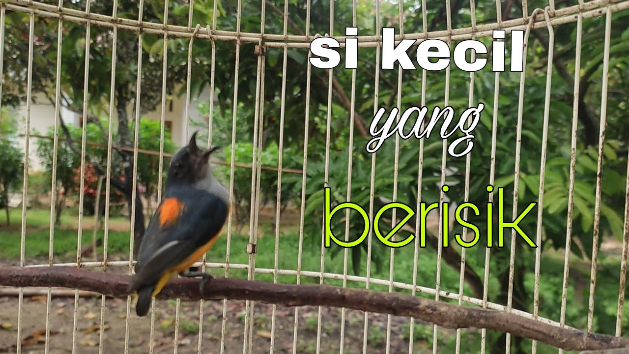 burung kemade bunga api gacor,pancingan paling pas untuk burung kemade ...