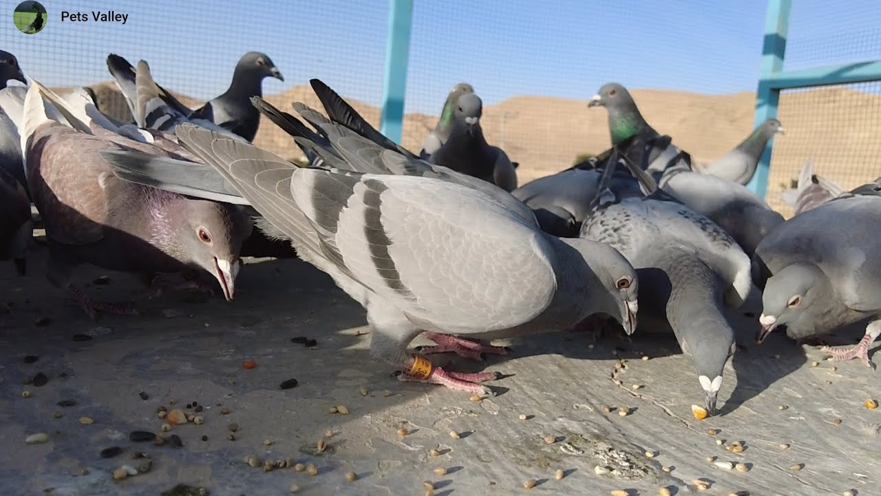 Young Birds For New Season | Pakistan Racing Pigeons | Kalapati ...