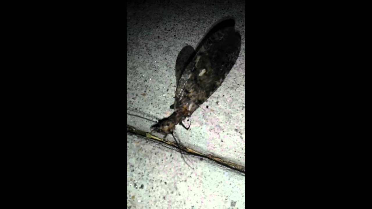 CRAZY ass bug! - YouTube