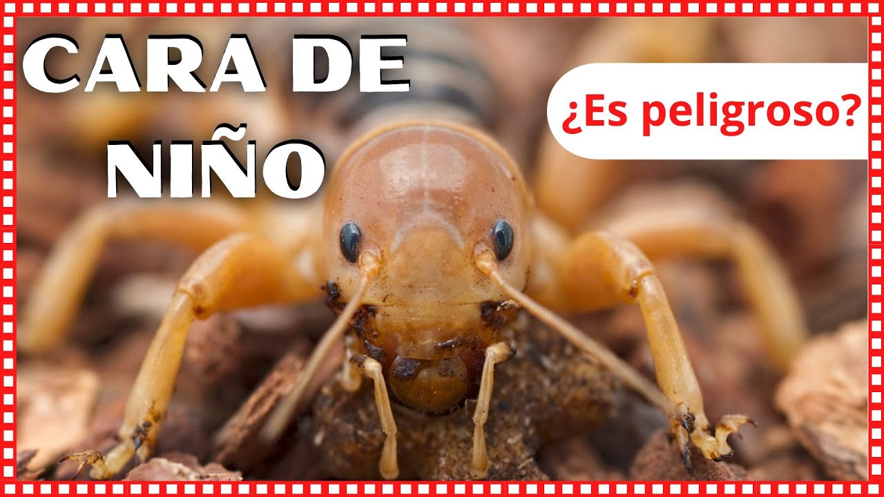 CARA DE NIÑO el peculiar INSECTO lleno de historias y mitos sobre su ...