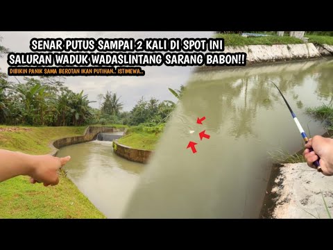 SENAR PUTUS SAMPAI 2 KALI DISINI!! IKAN BABON2!! Mancing wader di irigasi saluran Waduk ...