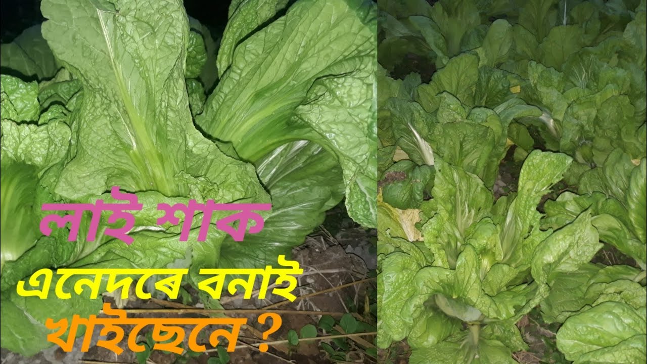 লাই শাকৰ নতুন ৰেচিপি ||Lai saak assamese recipe|| Assamese traditional ...