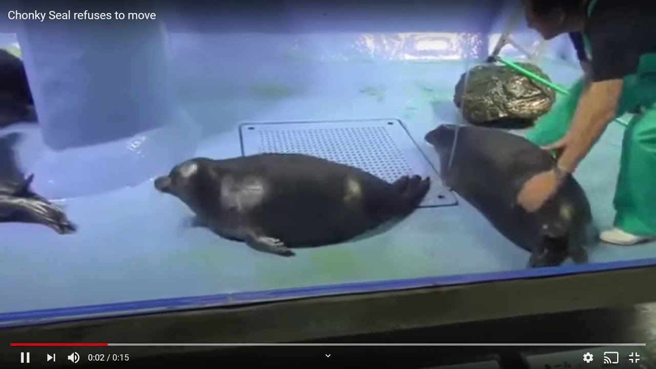 My reaction to seal videos - YouTube
