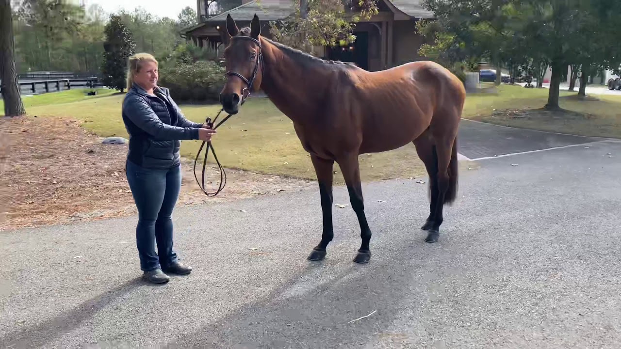 Quiberon - Oldenburg Stallion Approval Video - YouTube