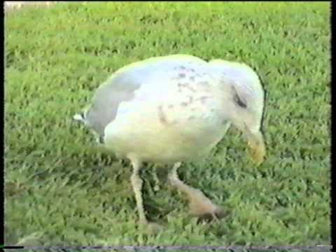 Hayvanlar Alemi Komedi 7