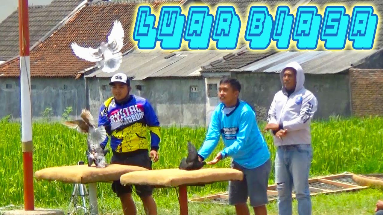LUAR BIASA !!! LOMBA MERPATI KOLONG 2020 TERBARU DI PURBALINGGA LAPAK ...
