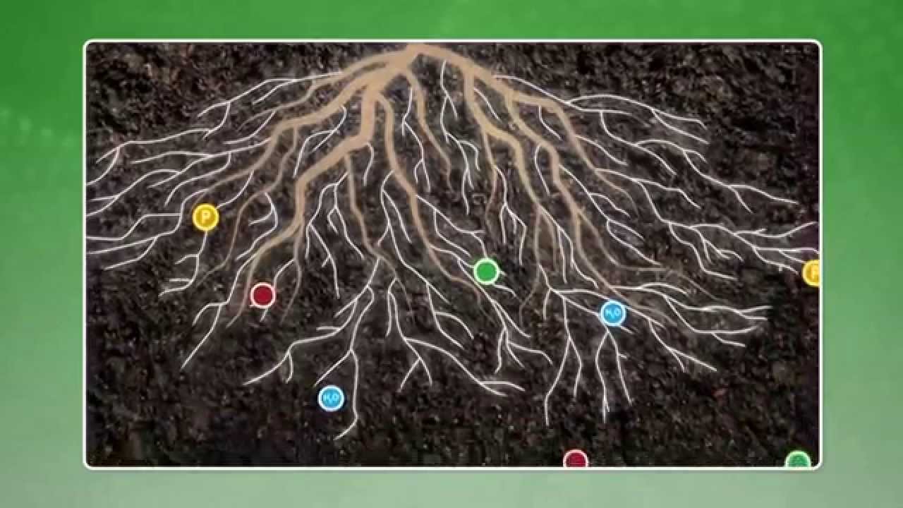 Mycogel | Organic Product, Agrocode - YouTube