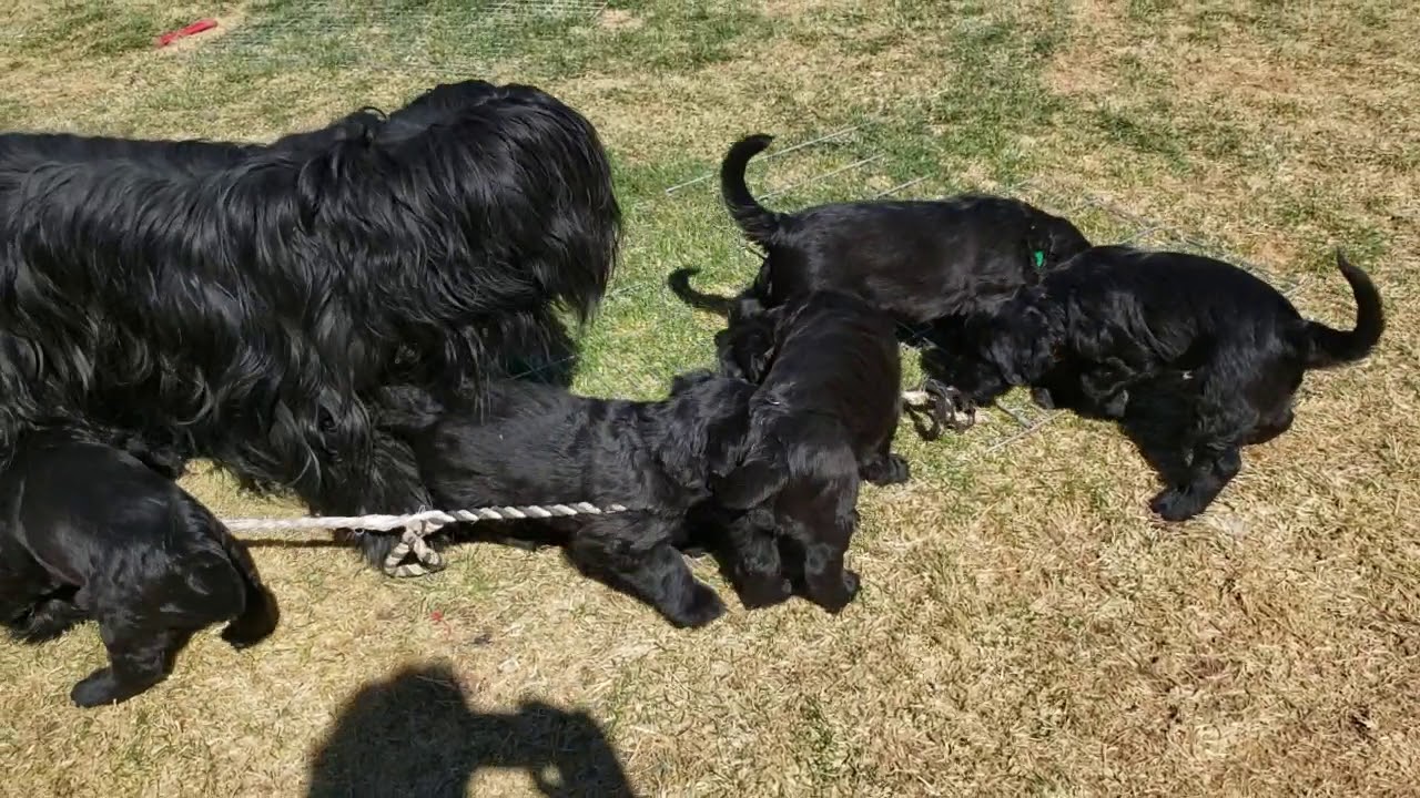 Briard puppies 6 weeks old - YouTube