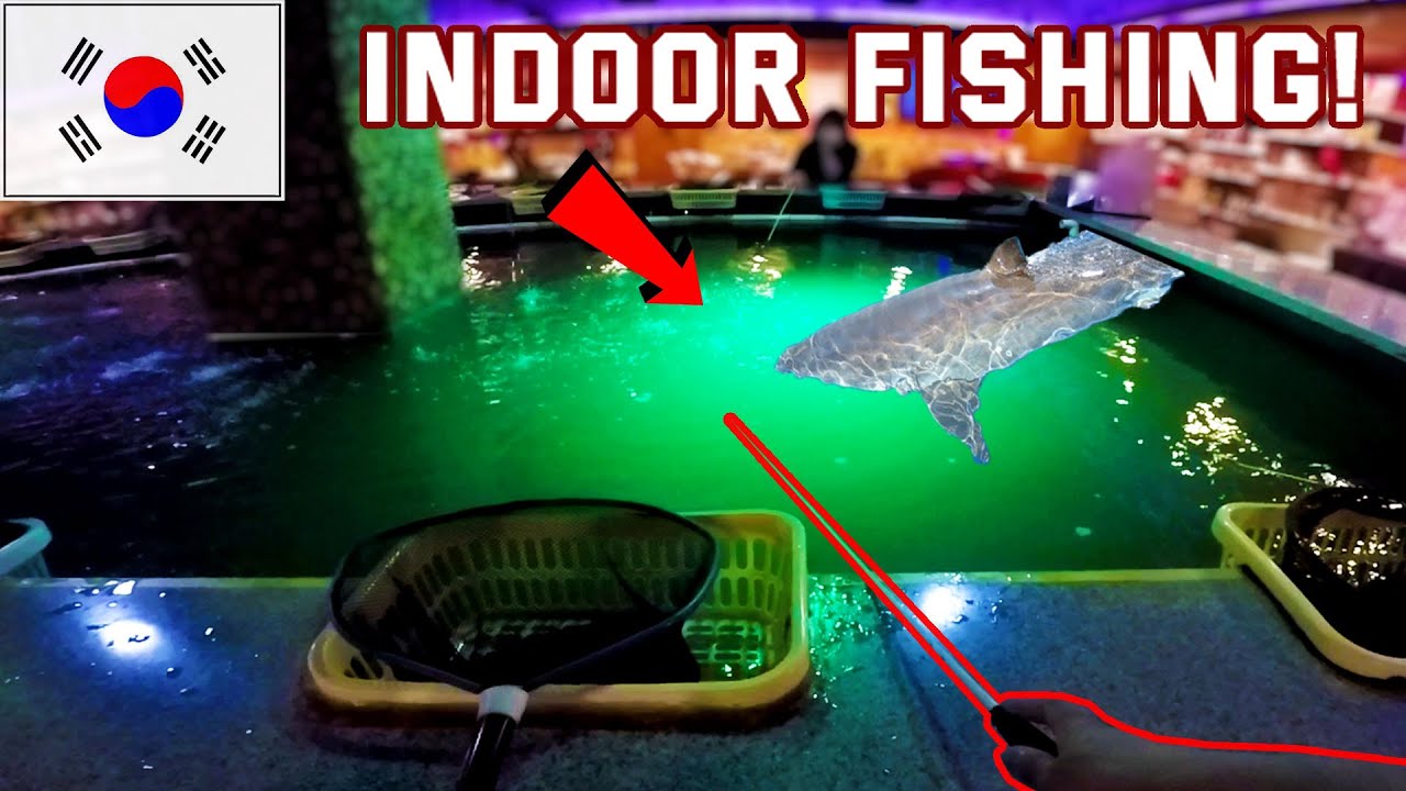INDOOR CARP FISHING IN SOUTH KOREA! #korea #fishing #fish #youtube ...