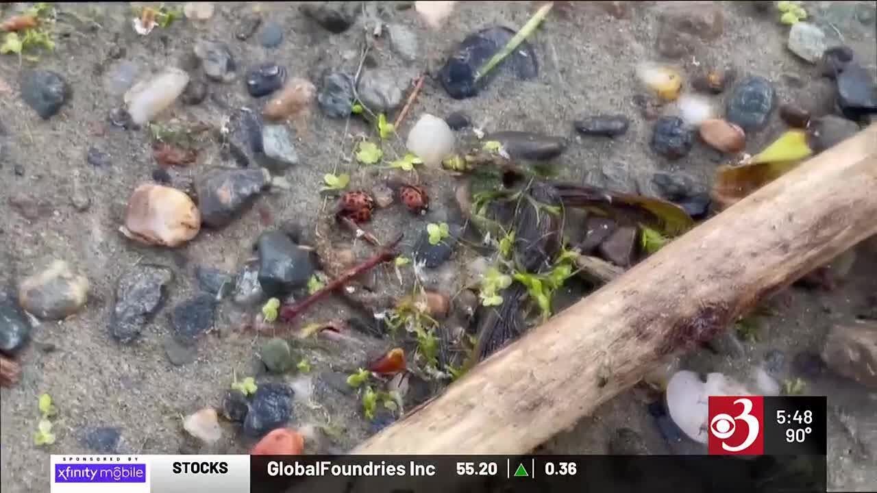 Hundreds of invasive beetles wash up on Burlington beach - YouTube