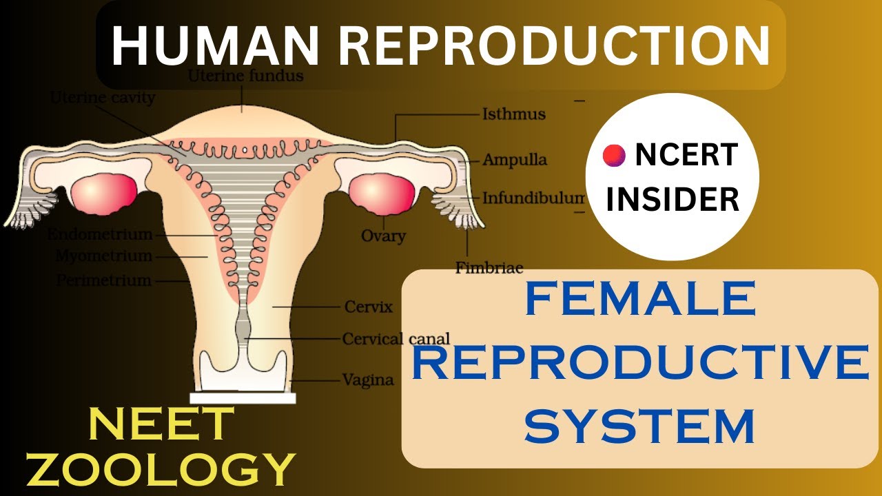 Human Reproduction Class 12 I Female Reproductive System I Female ...