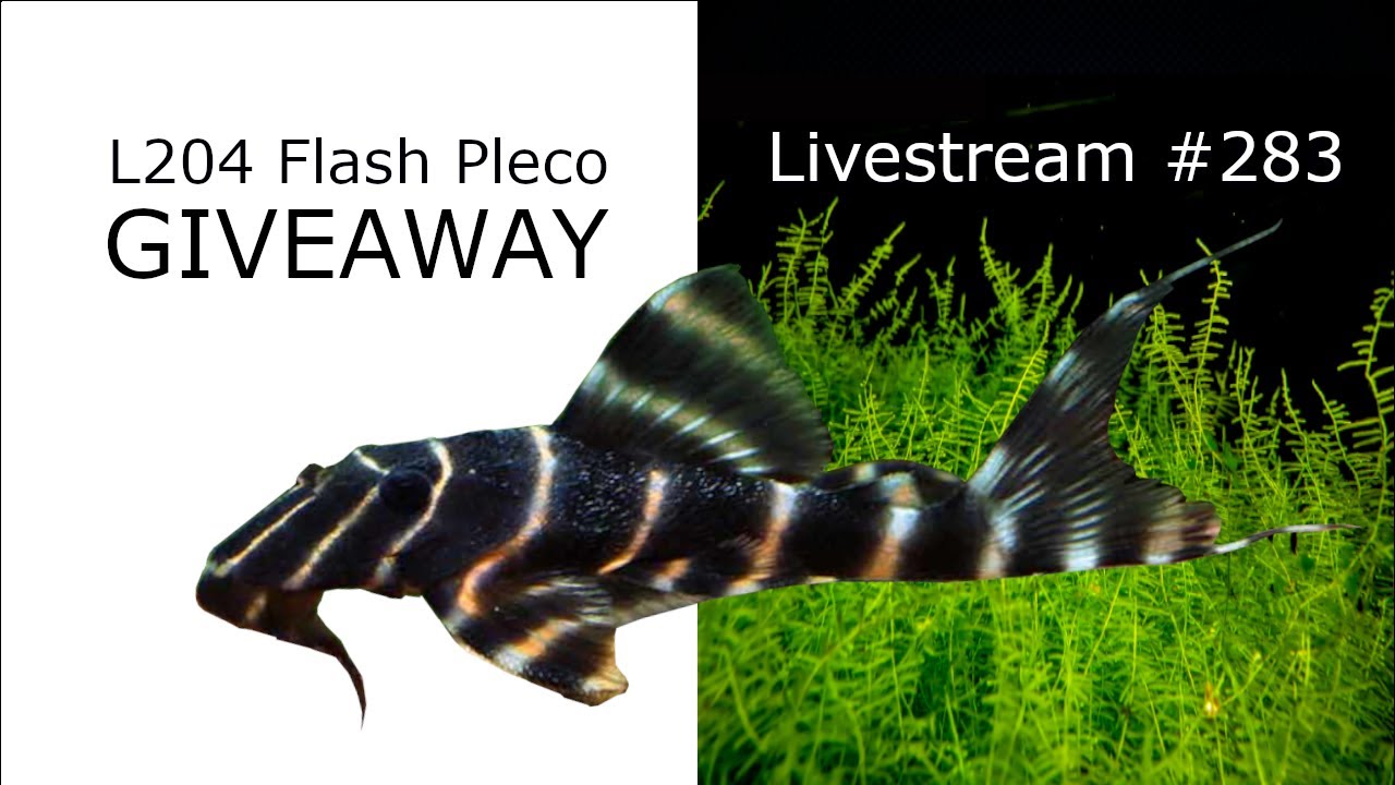 Flash Pleco