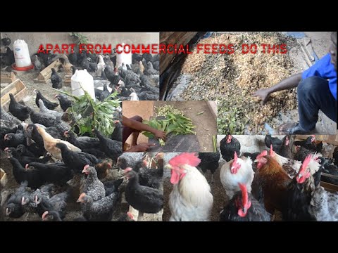 FEED WELL GROW BIG; FEEDS CAN LEAD TO YOUR SUCCESS IN POULTRY FARMING ...